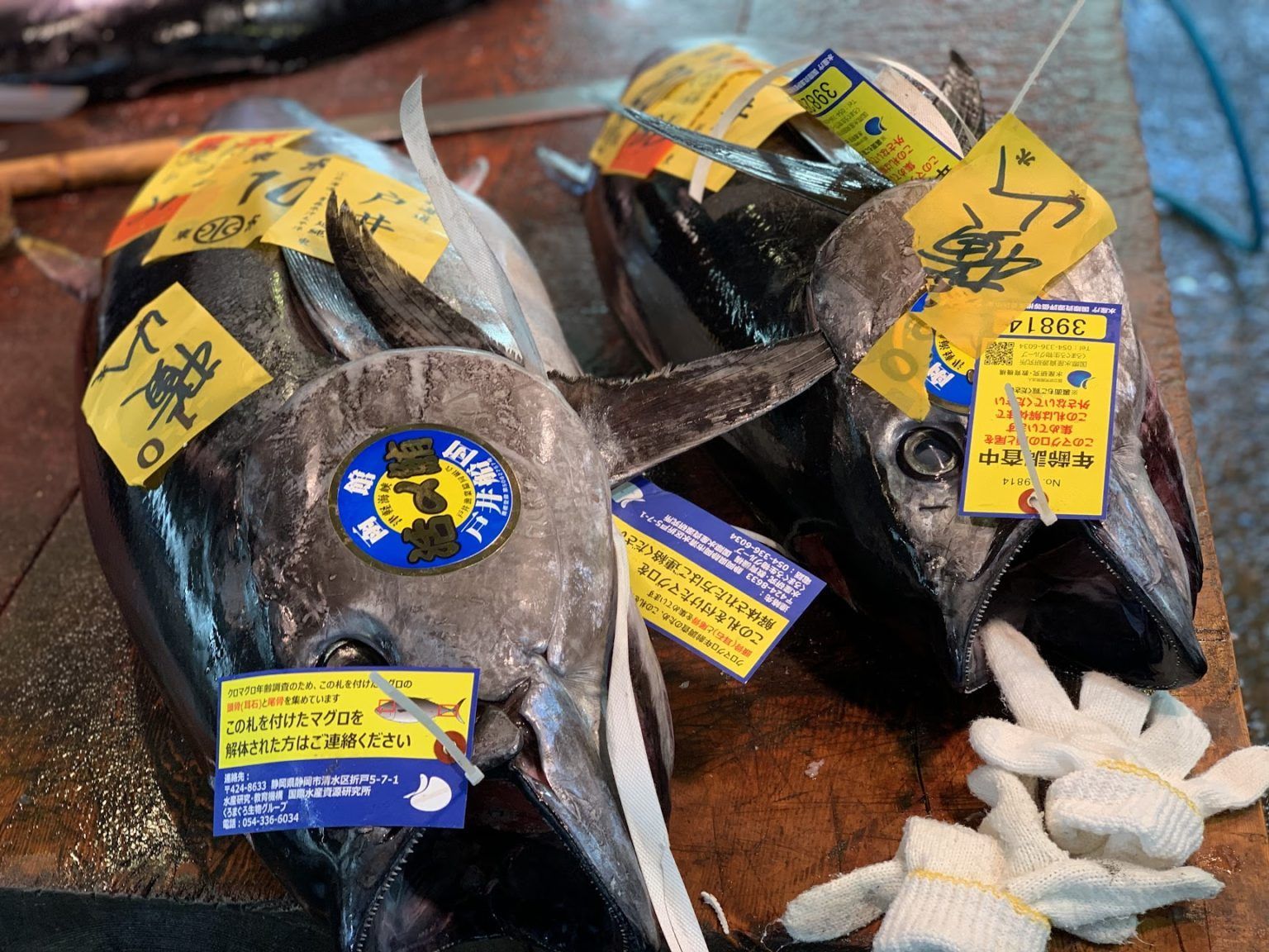 Local Tokyo Fish Market Tour and Nigiri Sushi Making Class - CHAGOHAN ...