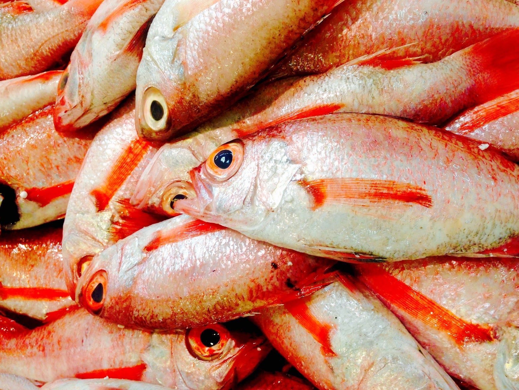Local Tokyo Fish Market Tour and Nigiri Sushi Making Class - CHAGOHAN ...